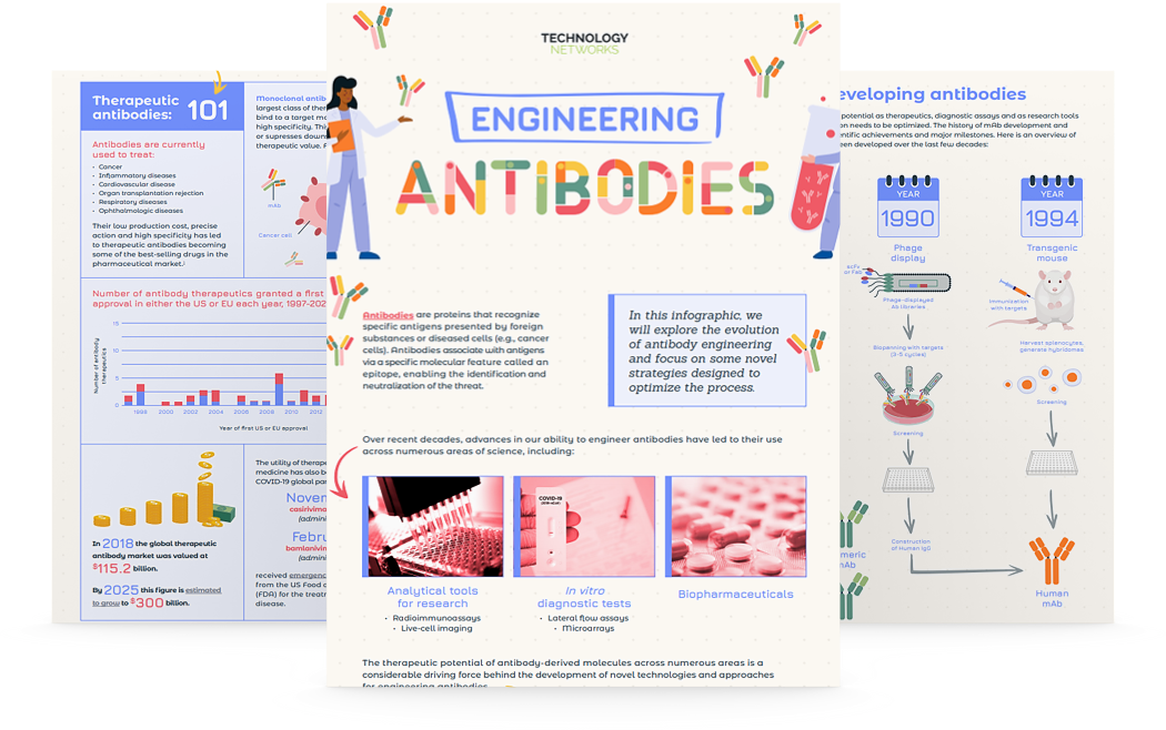 Engineering Antibodies